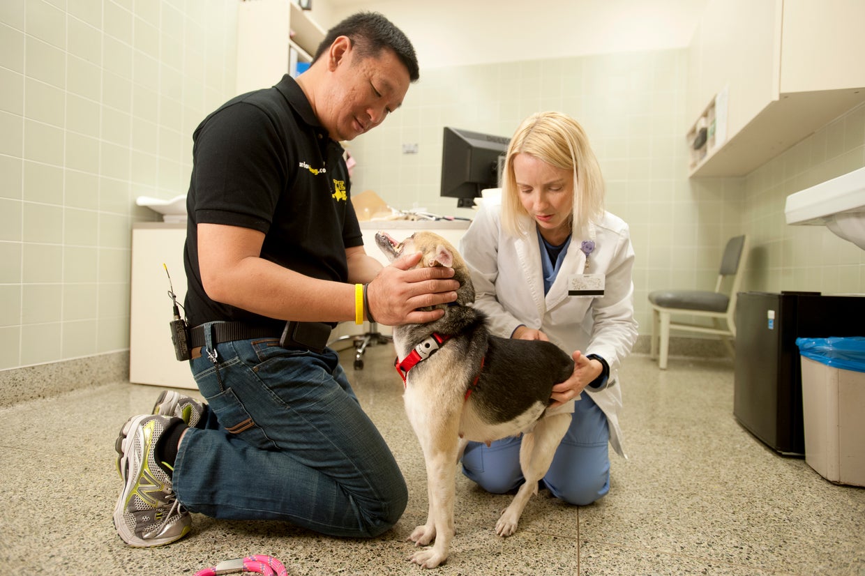 Hero dog Kabang gets new nose