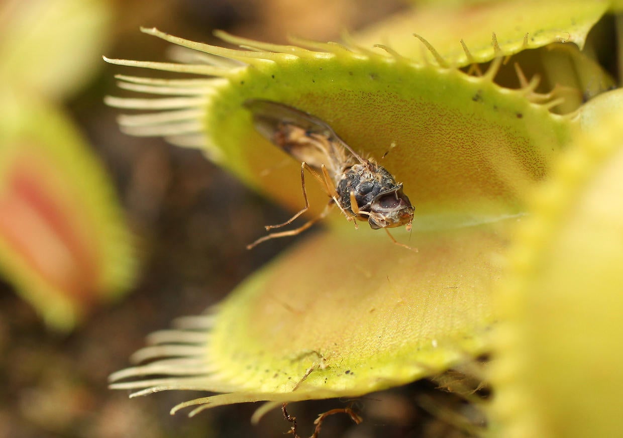 These Plants Are Meat Eaters Photo 12 CBS News these-plants-are-meat-eaters-photo-12-cbs-news