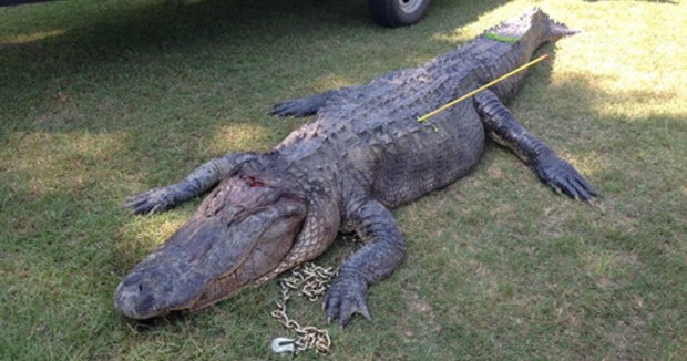 Record-setting alligator caught in Mississippi - CBS News