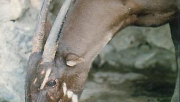 "Asian unicorn" spotted in Vietnam forest - CBS News