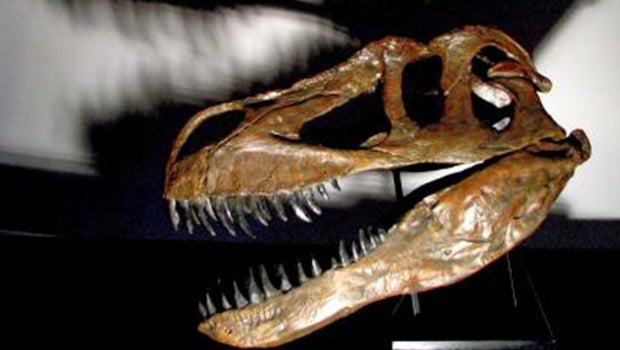 Dinosaur Fossil Unearthed In Portugal Was Europes Largest Land