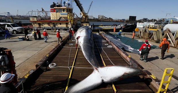 More whales being hit by ships along East Coast - CBS News