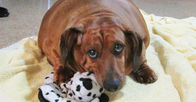 More than half of U.S. pets are overweight or obese, survey finds - CBS ...