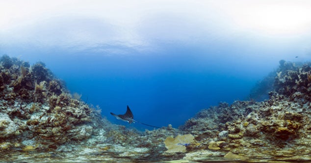 360-degree underwater cameras explore world's most stunning coral reefs ...