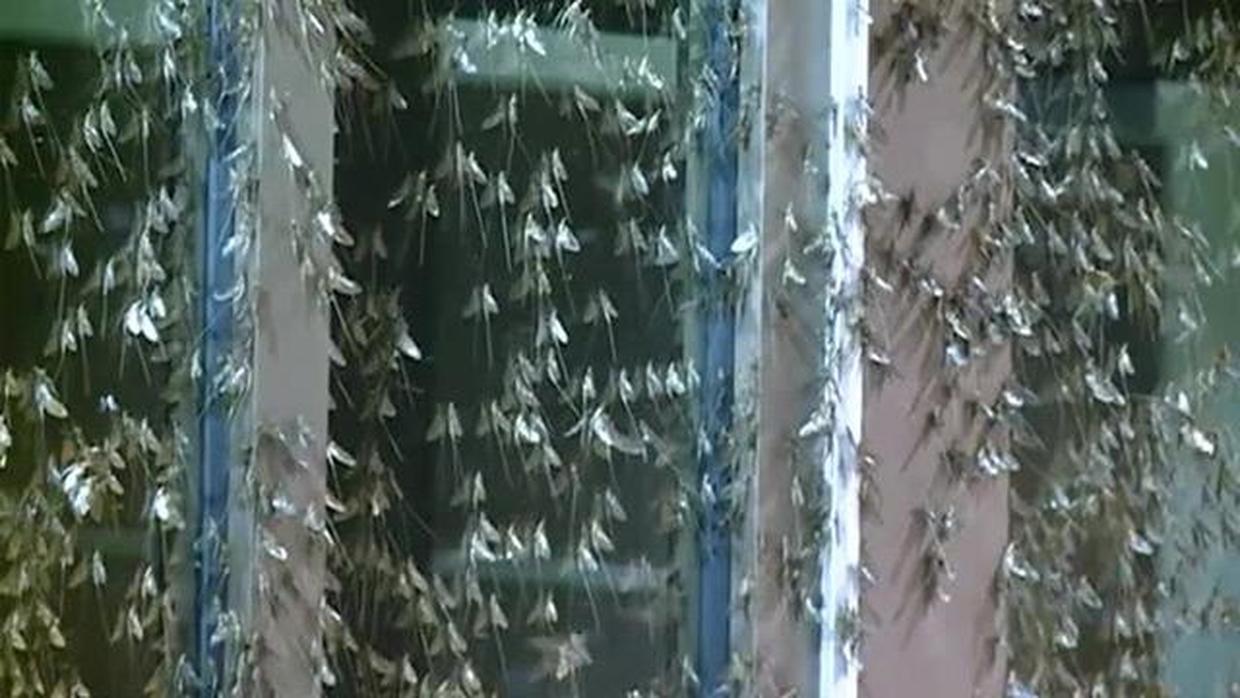 Mayfly hatch overwhelms upper Midwest - CBS News