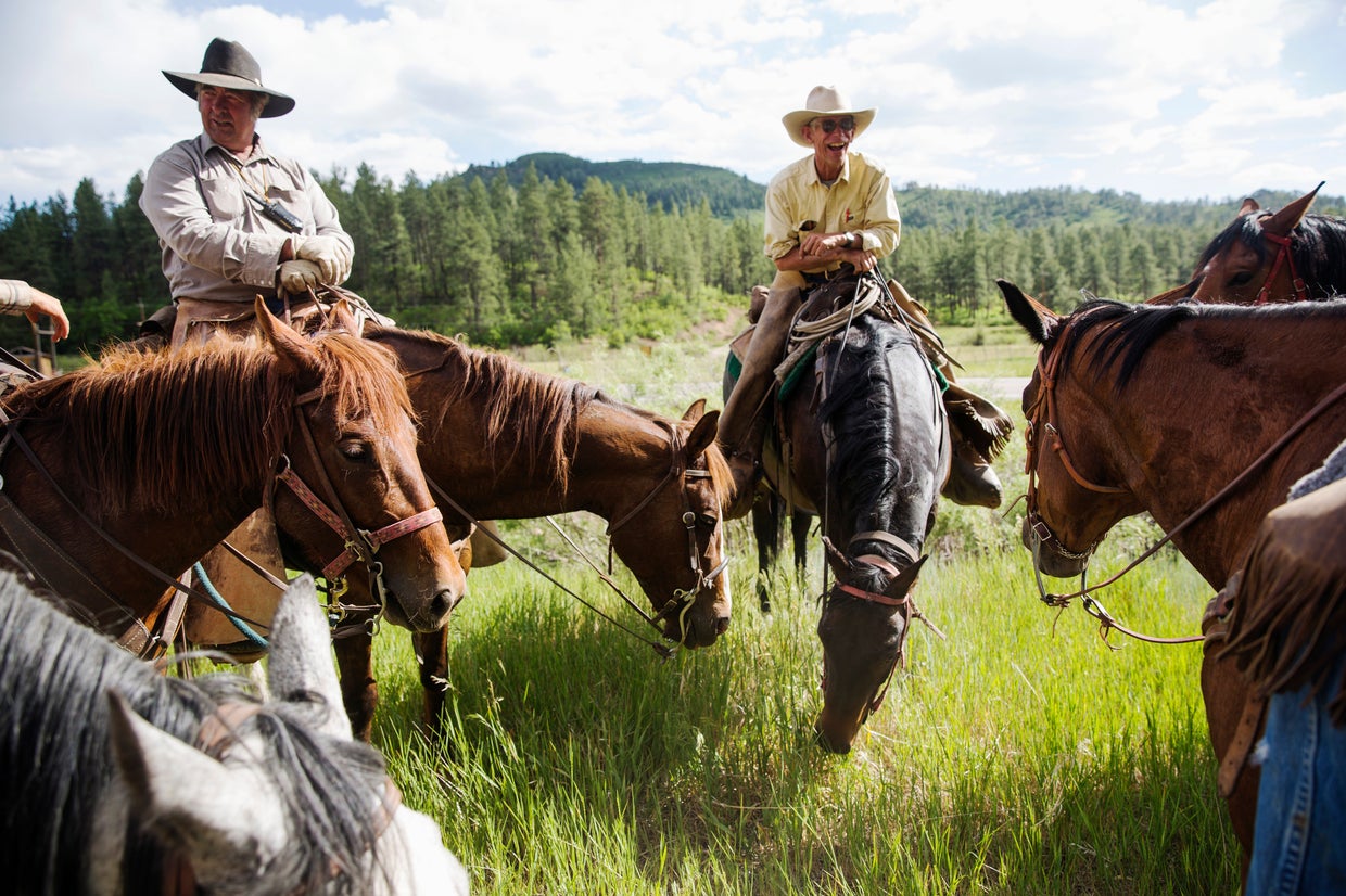 Modern day cowboys drive cattle in Colorado - CBS News