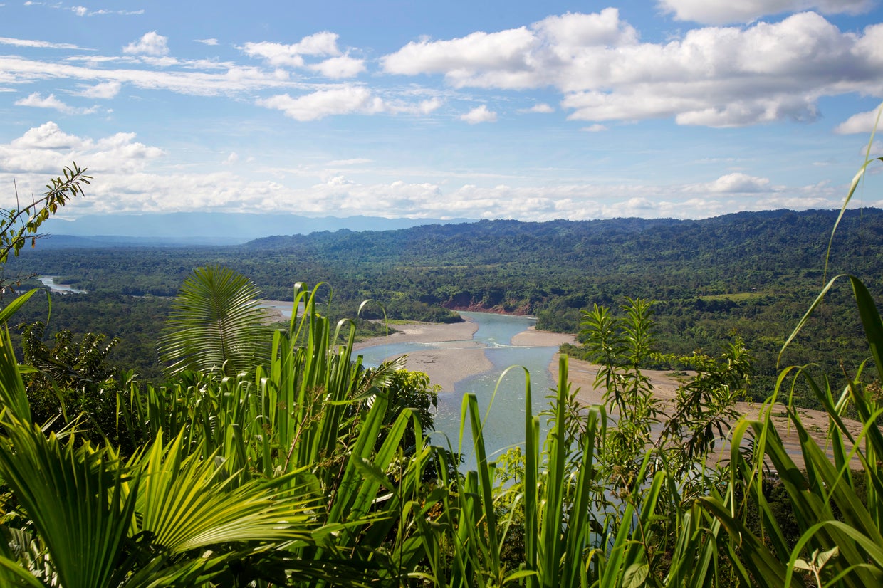 Animals of the Peruvian Amazon