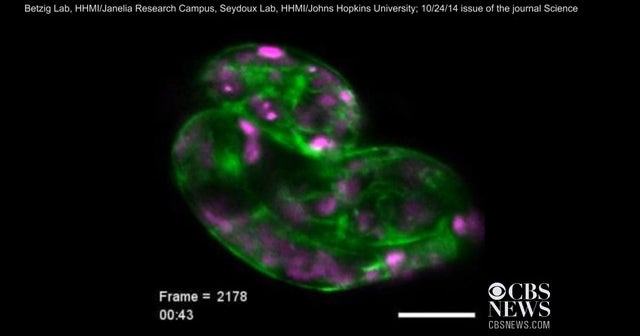 Amazing video of cells in action - CBS News