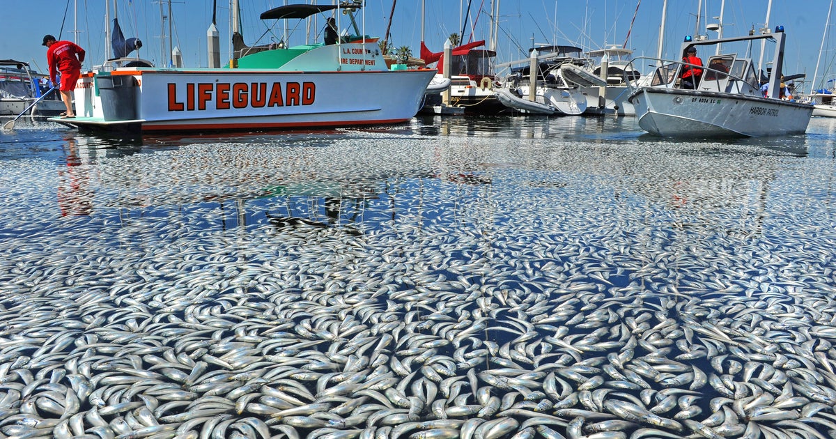 Mass Animal Deaths On The Rise Worldwide CBS News mass-animal-deaths-on-the-rise-worldwide-cbs-news