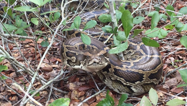 Burmese pythons are taking over the Everglades - CBS News
