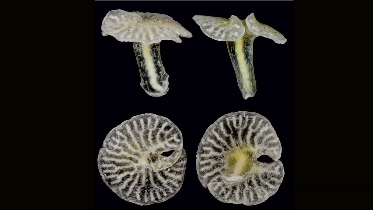 Top 10 coolest new species - CBS News