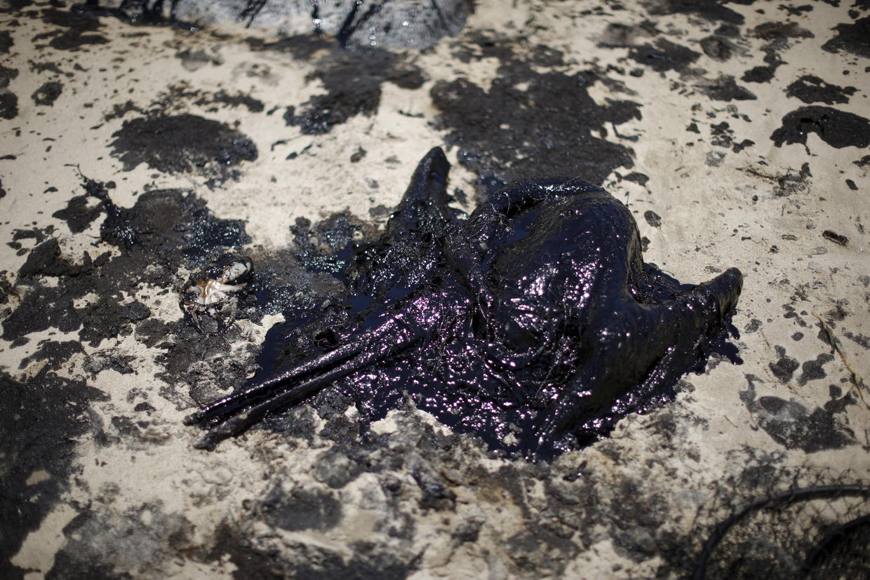 Wildlife victims of the Santa Barbara oil spill - CBS News