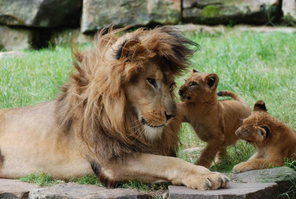 Adorable lion cubs meet dad for first time at Texas, Fort Worth Zoo ...