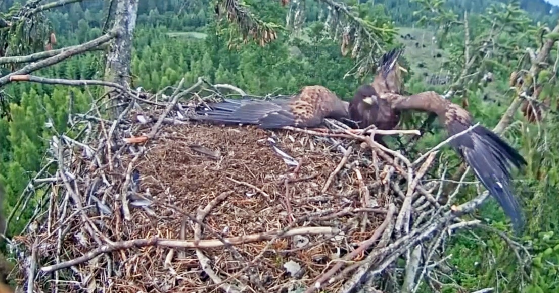 Eagle crash lands into nest, on The Feed! - CBS News
