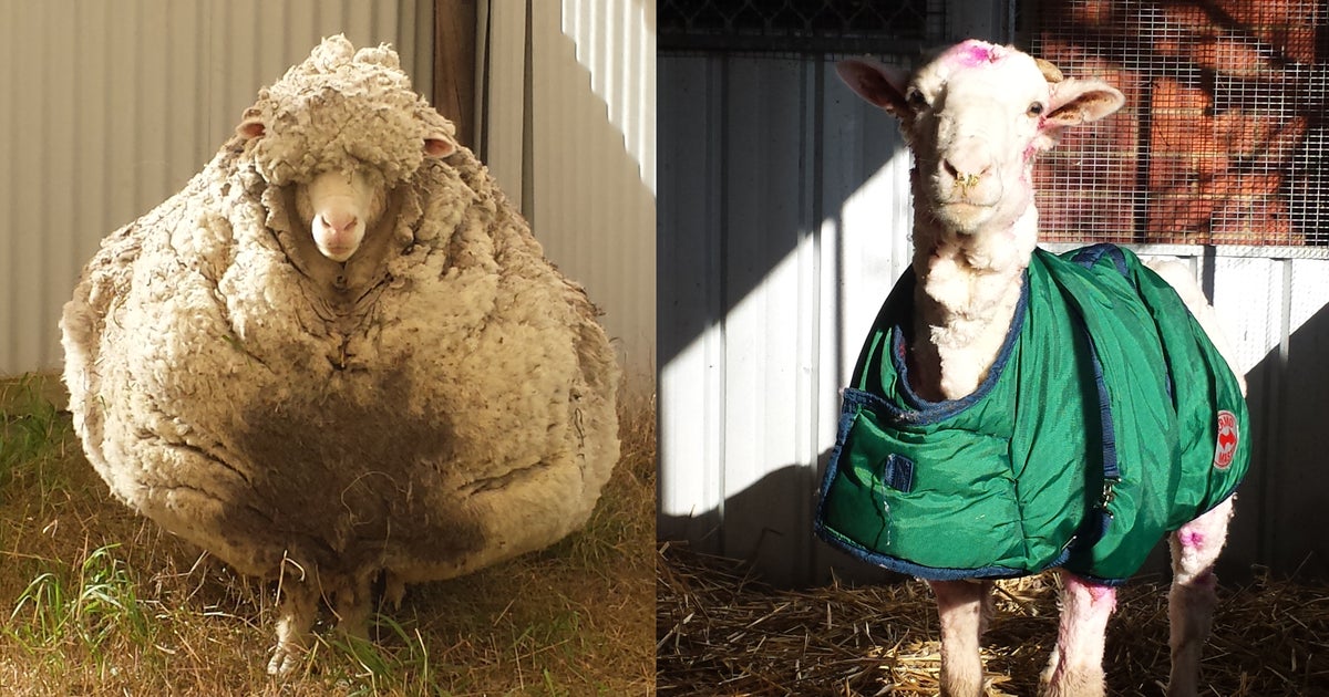 The shear bravery of Chris the runaway sheep