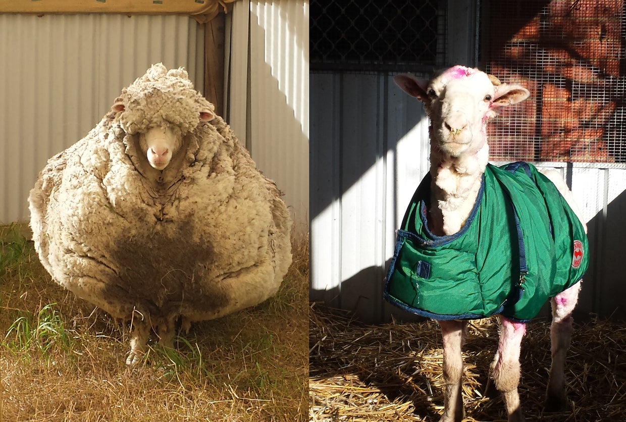 The shear bravery of Chris the runaway sheep