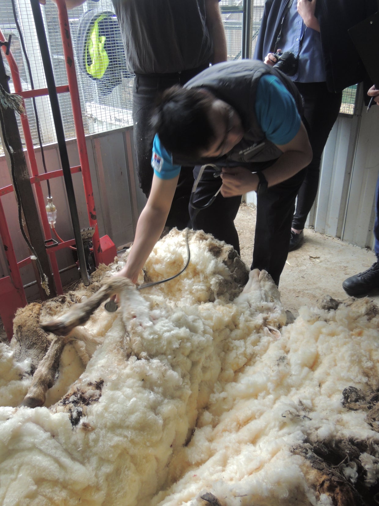 The shear bravery of Chris the runaway sheep