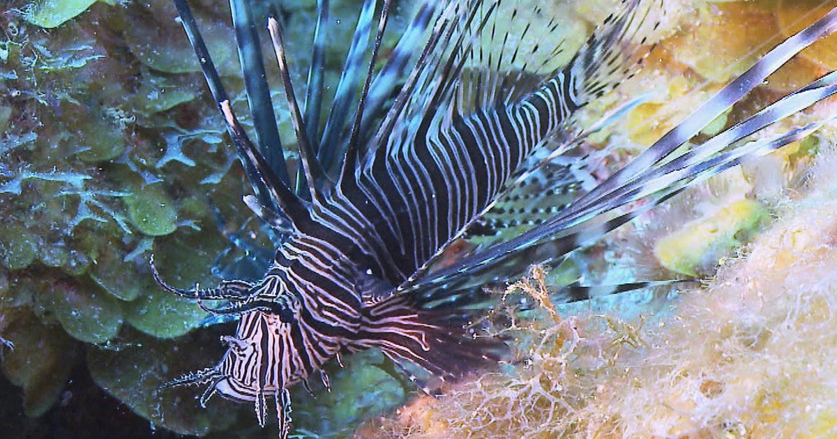 Lionfish: From malicious to delicious - CBS News