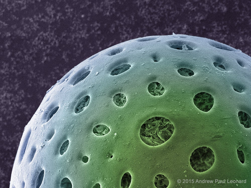 Nature's building blocks up close