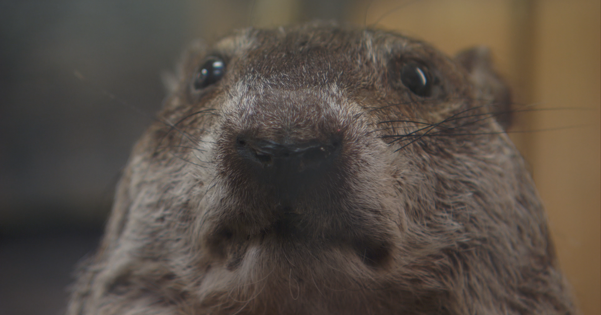 Wanted: Groundhog Day star for Wisconsin town - CBS News