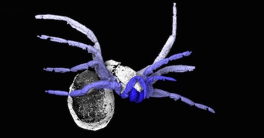300-million-year-old fossil reveals evolution of spiders - CBS News