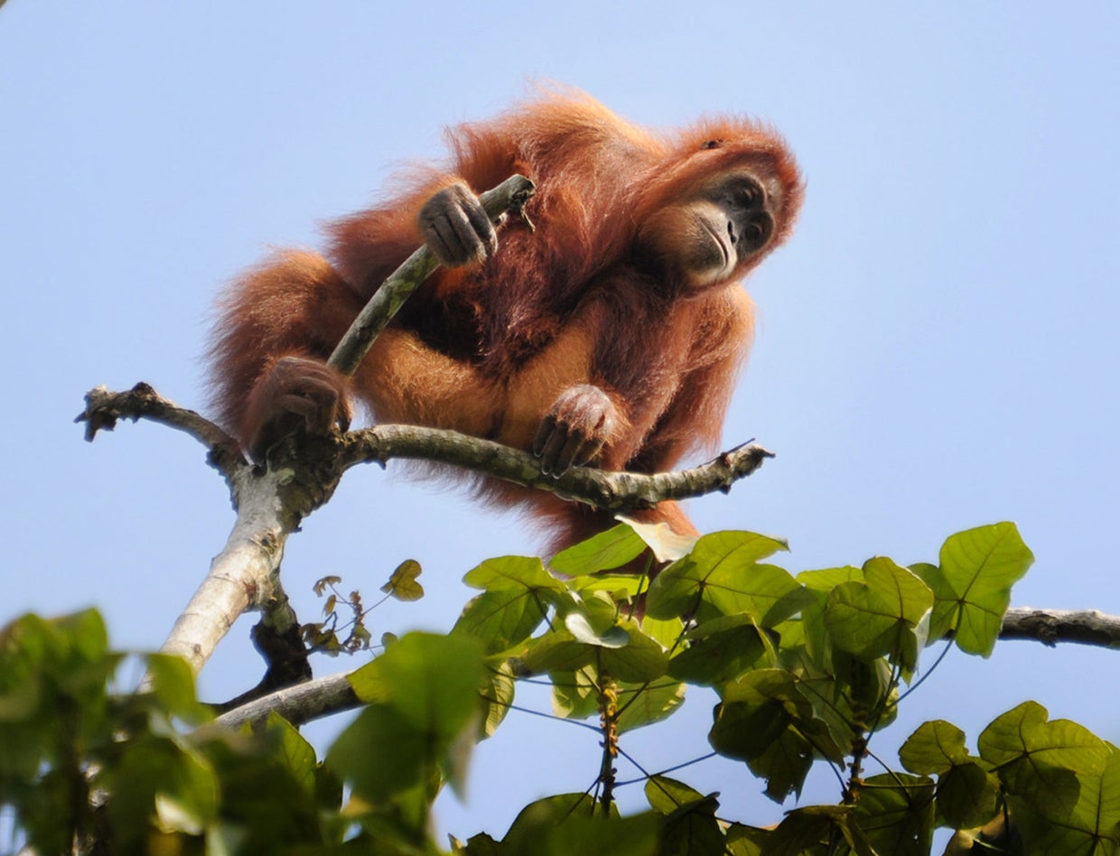 Critically endangered species and beloved animals at risk - CBS News