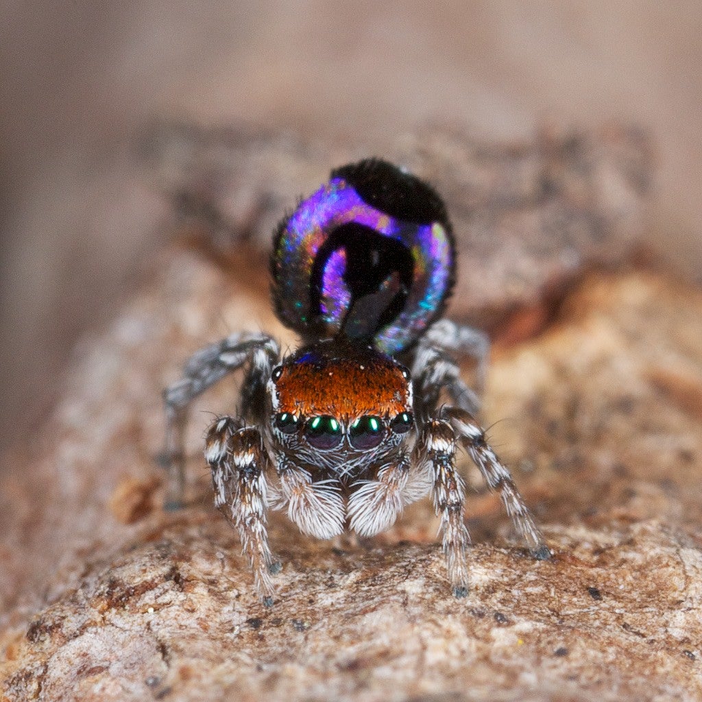 These jumping spiders from the land down under really know how to ...