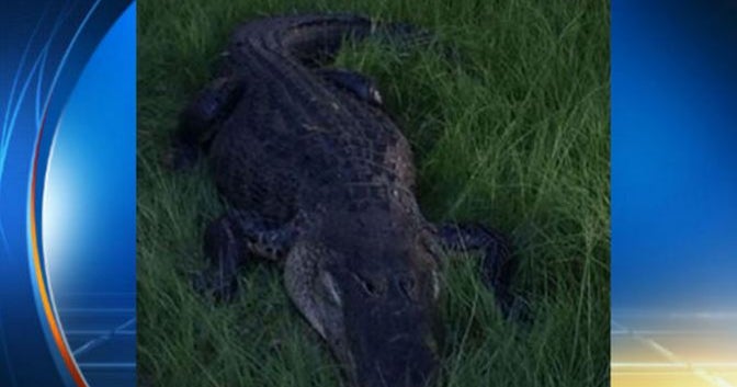 Another alligator attacks man in Florida - CBS News