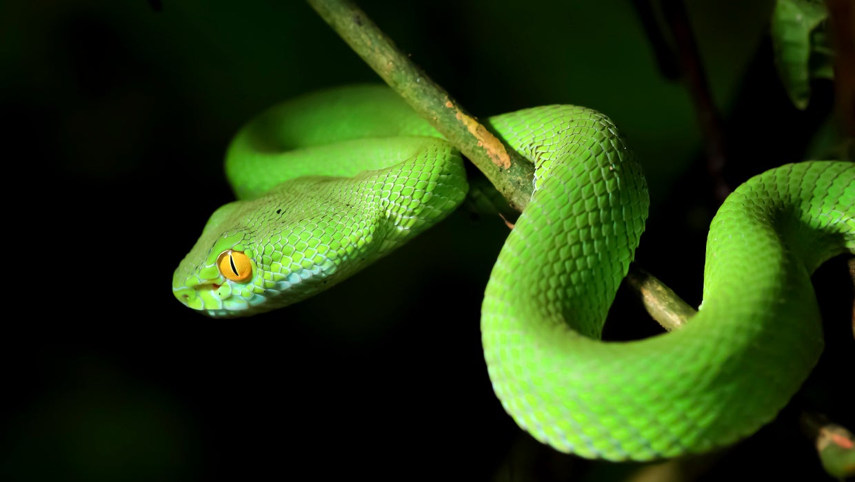 Snakes used to have arms and legs – until these mutations
