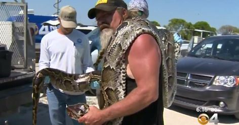 Python hunter wrangles massive snake in Florida Everglades - CBS News