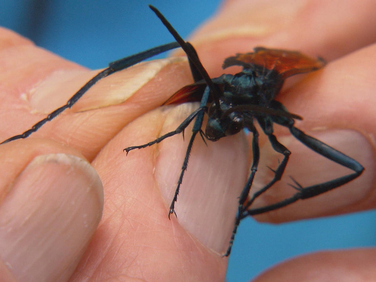 Bugs: Suffering stings for science - CBS News