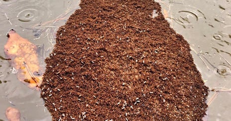How fire ants form giant rafts to survive Houston floods - CBS News