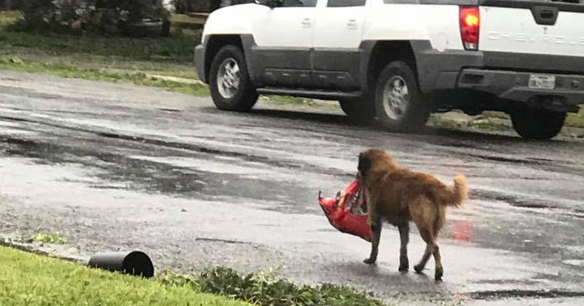 Resourceful dog runs away from home, returns with bag of food after ...