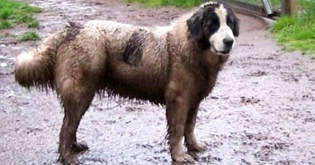 Court rules couple must "debark" dogs for disrupting neighbors - CBS News