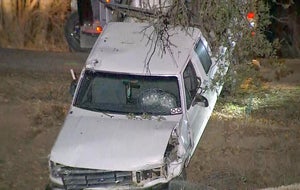 Famous Los Angeles mountain lion exposed to poison - CBS News