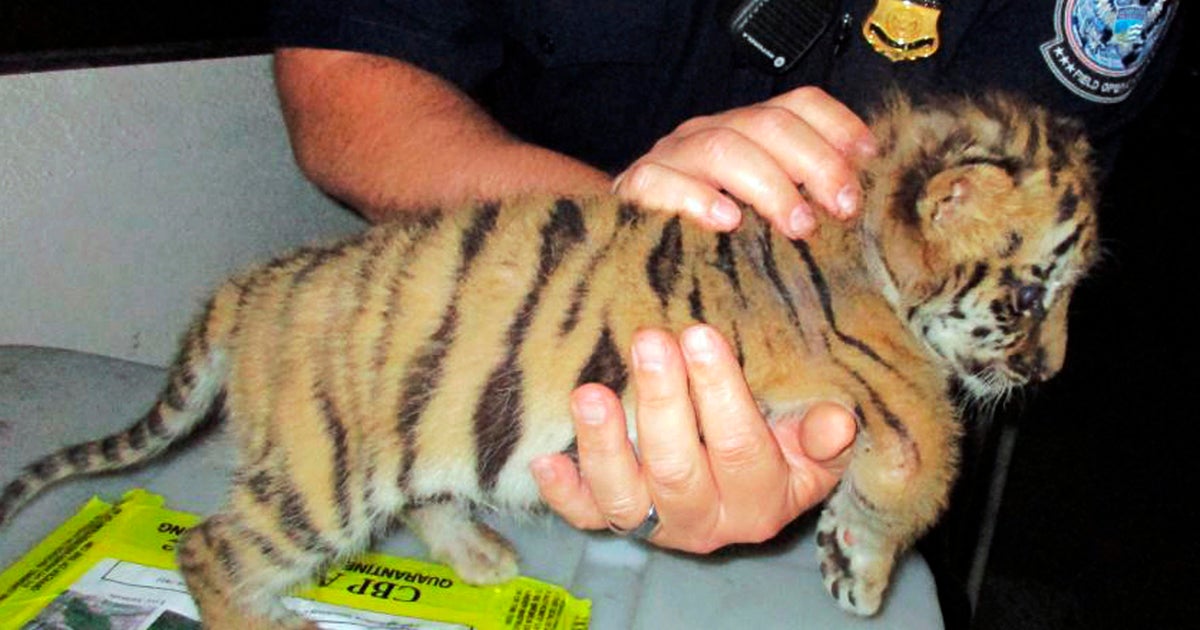 California teen sentenced to 6 months for smuggling tiger cub into U.S ...
