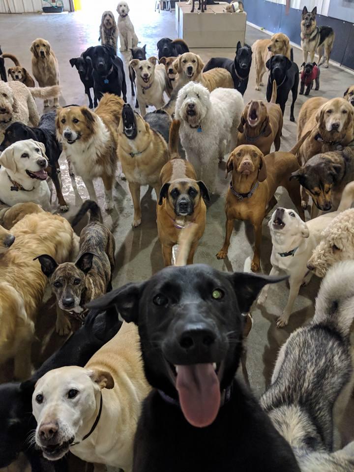 Pack Of Dogs At Ohio Doggie Day Care Pose For World s Greatest Selfie pack-of-dogs-at-ohio-doggie-day-care-pose-for-world-s-greatest-selfie
