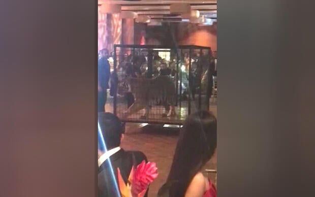 Students, parents outraged by caged tiger at high school prom in Miami ...