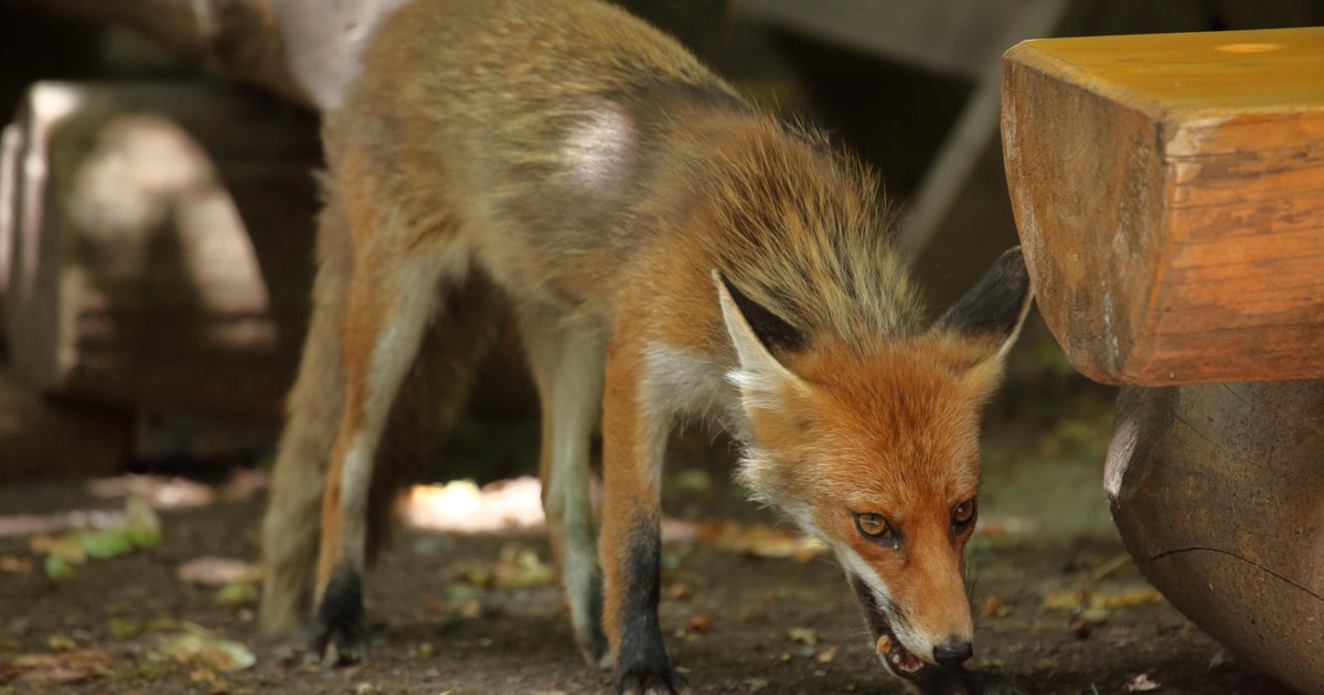 New rabies test could revolutionize treatment, spare some the shots ...