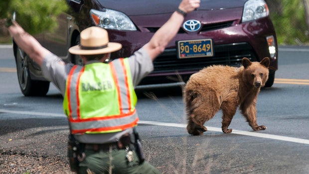 Nature up close: Yellowstone black bears - CBS News