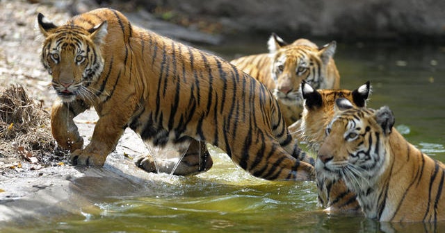 Effort to stop deadly tiger attacks sparks controversy in India - CBS News