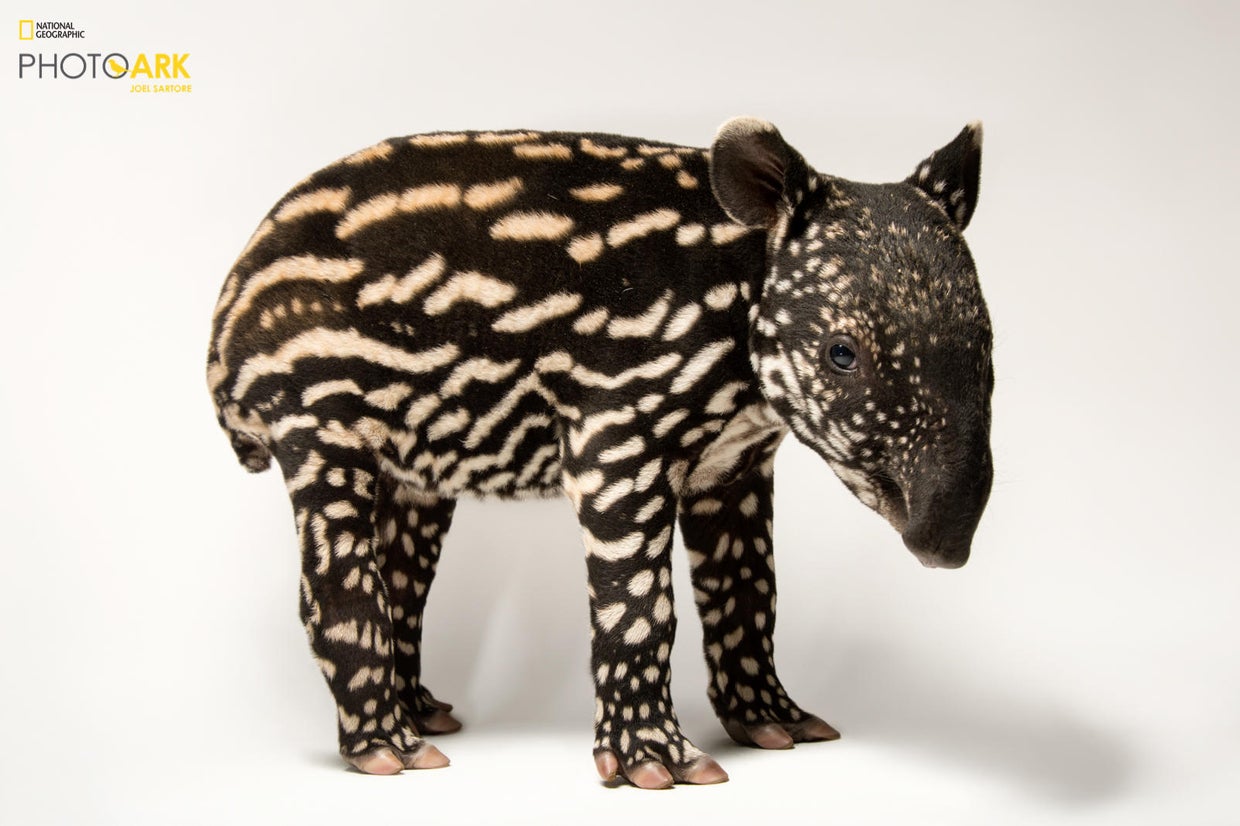 Joel Sartore's Photo Ark: Some of the National Geographic photographer ...