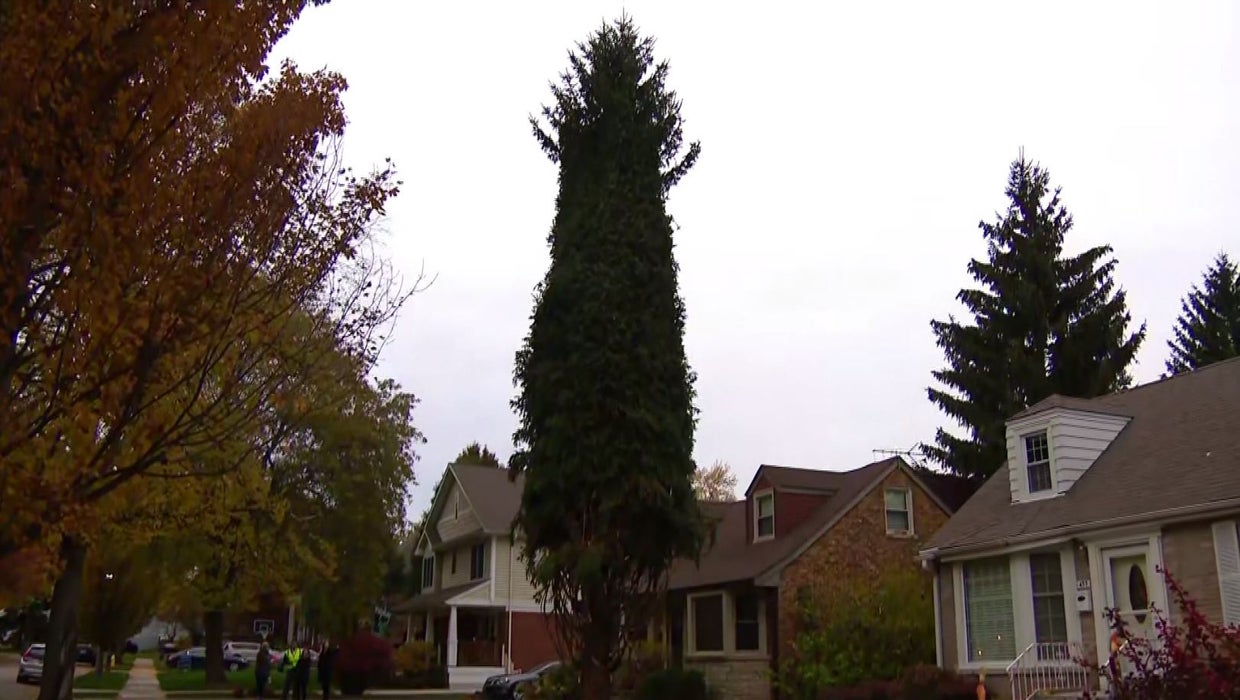 Elmhurst Family's Tree Will Decorate Millennium Park For Christmas ...