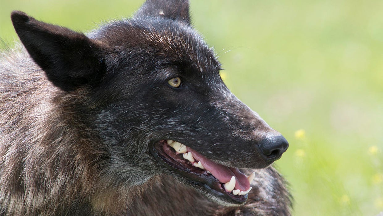Nature up close: Spitfire, the little wolf that could - CBS News