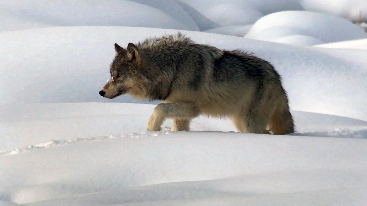 The return of wolves to Yellowstone Park - 60 Minutes - CBS News