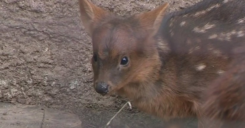 K-Pop Fans Mobilize To Name Pudu Born At L.A. Zoo After NCT Member ...
