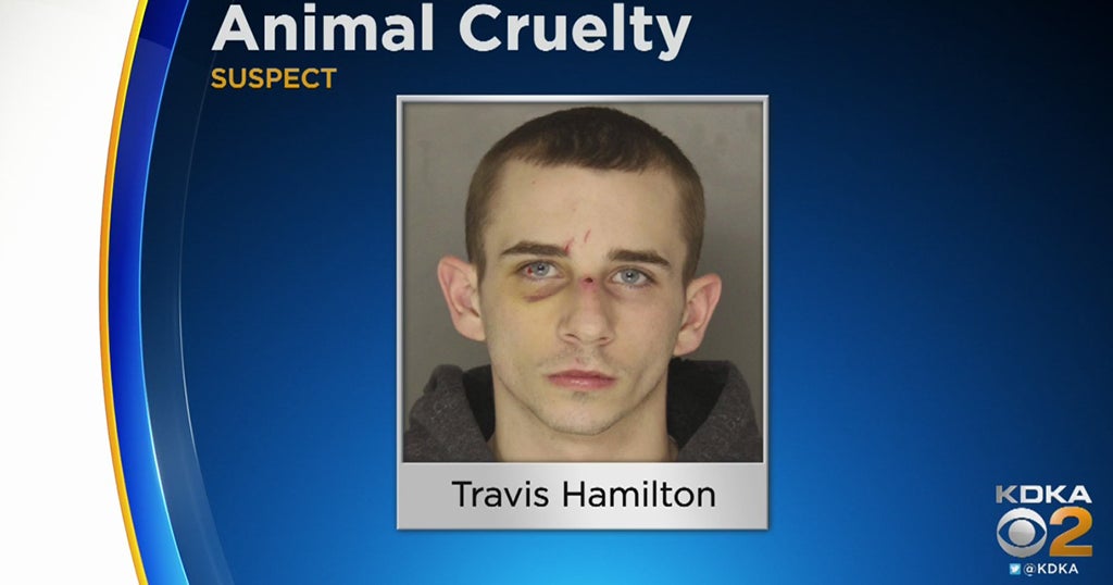 Man Charged With Shooting And Killing Dog Pleads No Contest - CBS ...