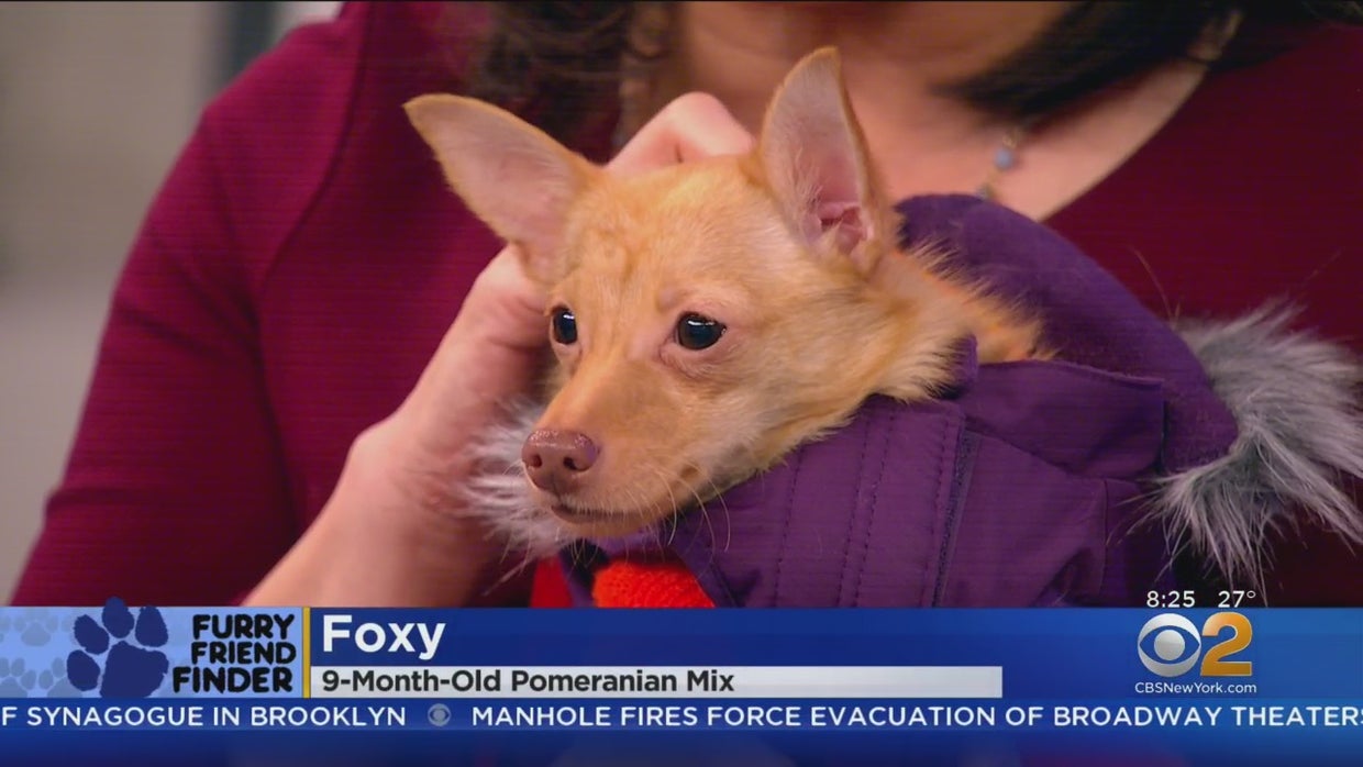 Furry Friend Finder: Archie And Foxy - CBS New York