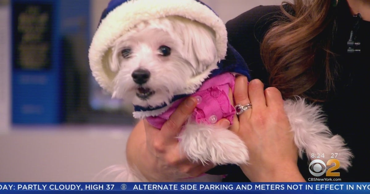 Furry Friend Finder: Archie And Foxy - CBS New York