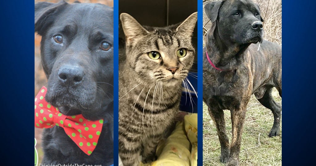 Furry Tails: Capone, Twizzler & Joey Are Waiting For Forever Homes ...